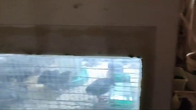 Молодые перепела первая неделя в брудере