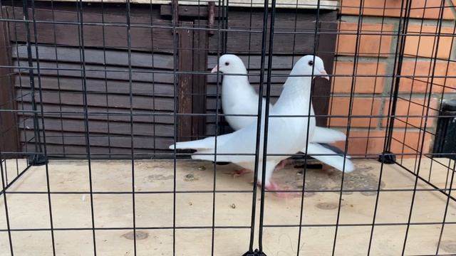 Бакинские голуби ?️ старопородные 03-11-2023
