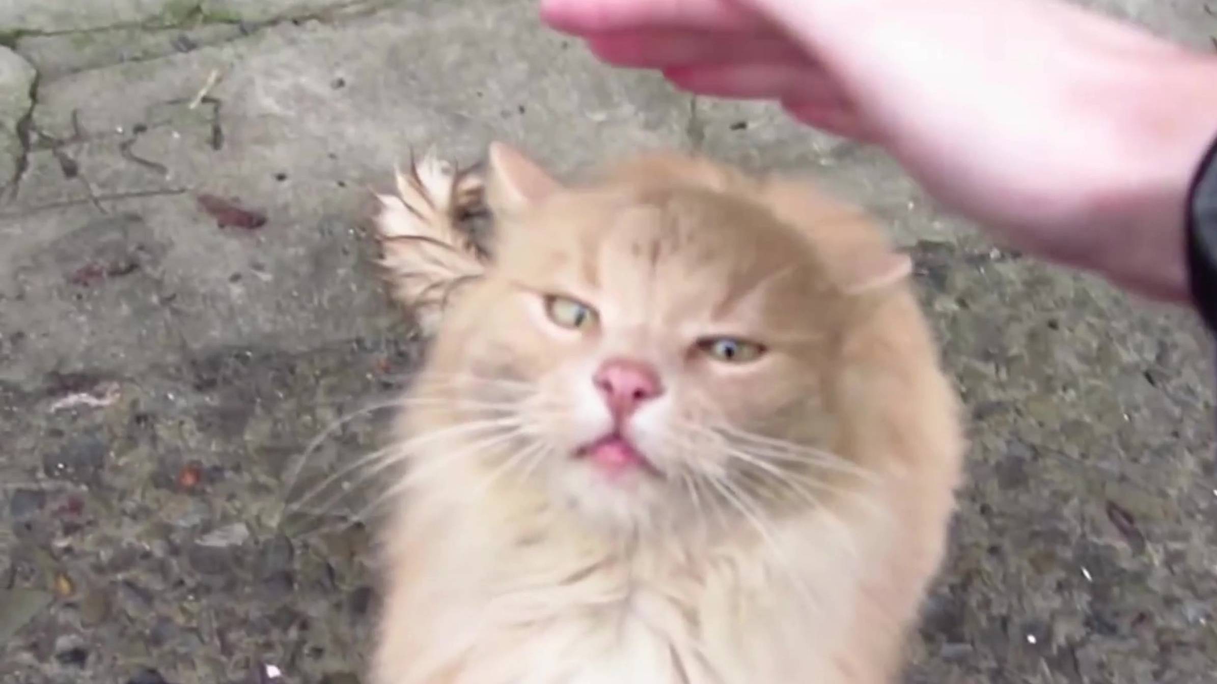 Хриплый рыжий кот явно очень голоден