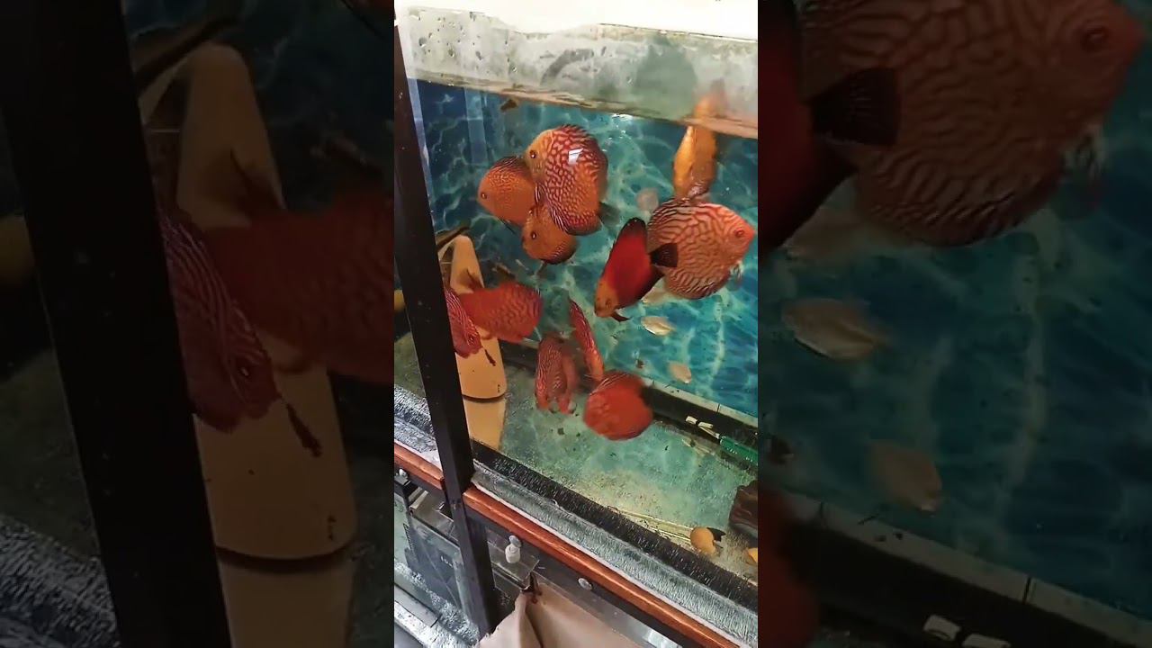Дискусы кушают фарш 2. #fish #fishaquarium #discus #aquarium #аквариум #дискусы #питание #питание
