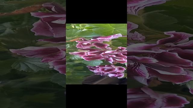 Герань(пеларгония) махровая