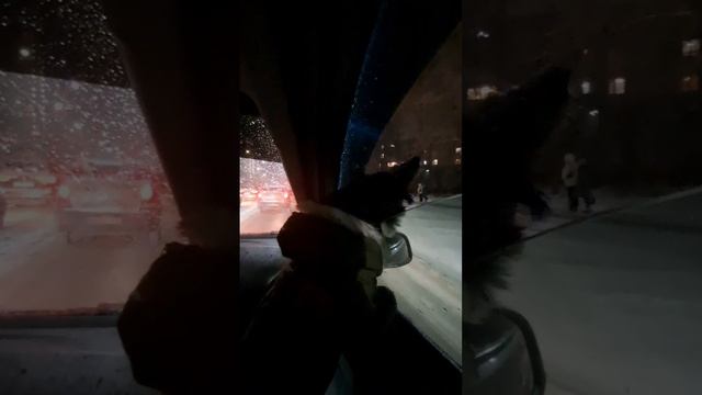 Джесси на прогулке