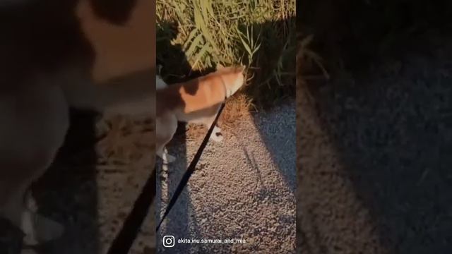 Акита ину чихает/Смешные собаки