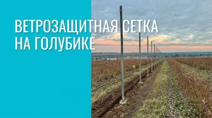 Ветрозащитная сетка на голубике