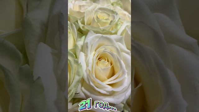 Белые розы