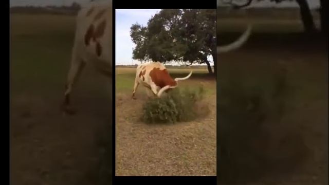 Funny animals 15#Shorts