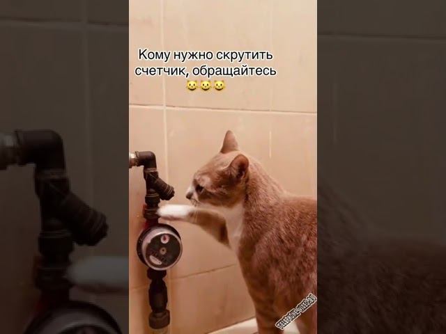 vyzvali schetchik zamenit