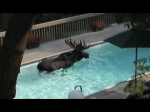 Animals Unexpected