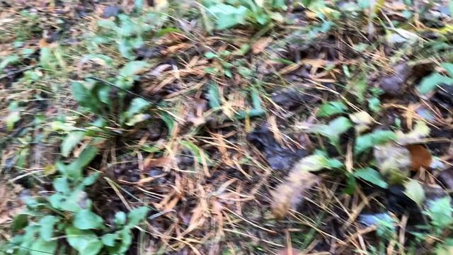 В ЛЕС ЗА ГРИБАМИ (НАШЕЛ ТРОФЕЙНЫЙ ГРИБ)