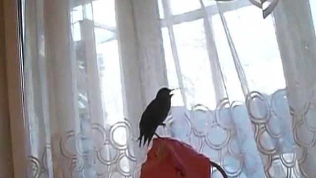 Чирик поет