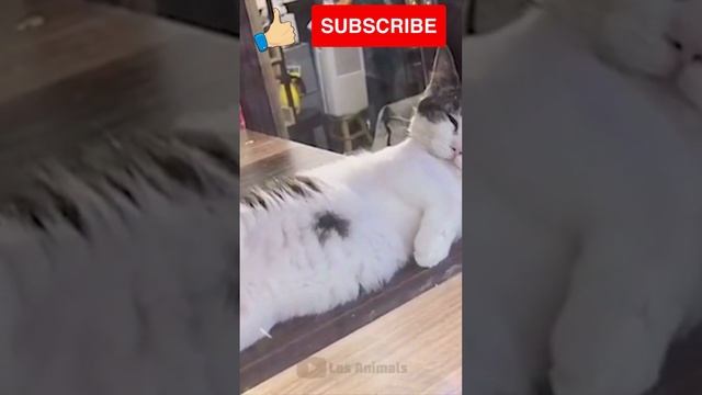 Смешные Животные
