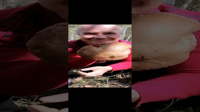 Грибалка #shorts
#ШаШаШу