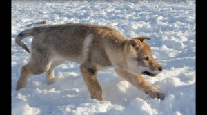 Щенки чехословацкого влчака