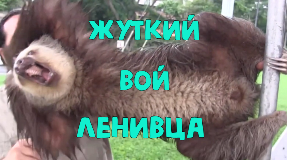 ПОДБОРКА СМЕШНЯТИНЫ. VIDEO SEQUENCE OF LAUGHTER #12