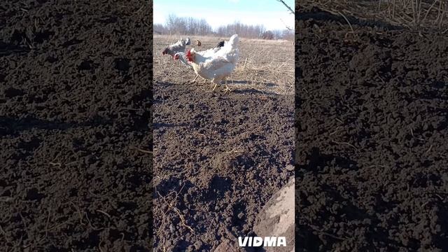 Копаю огород, соседские куры помогают ?10.02.2024