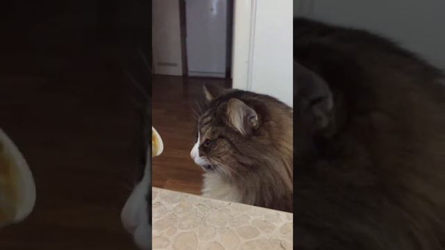 Кот ест горчицу