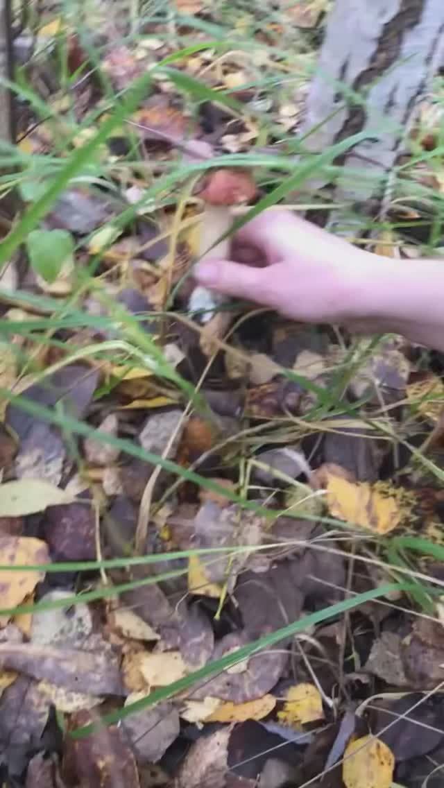 Подосиновик