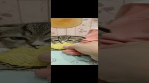 чипсы в кайф?