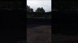 А вот и маму ловим))
