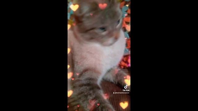 Котики