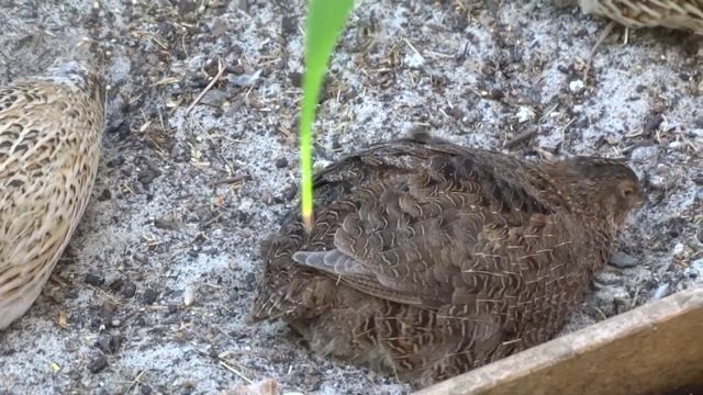 Утро американского дворика.avi