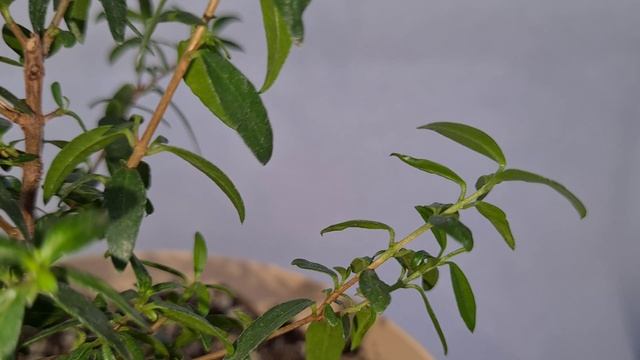 Розовеющий 4