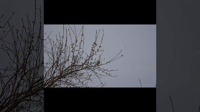 Земля камышовых овсянок