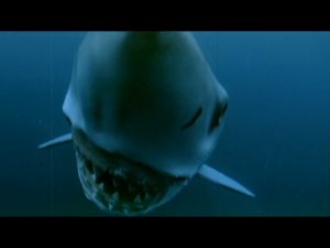 Добыча - человек (Killer sharks)