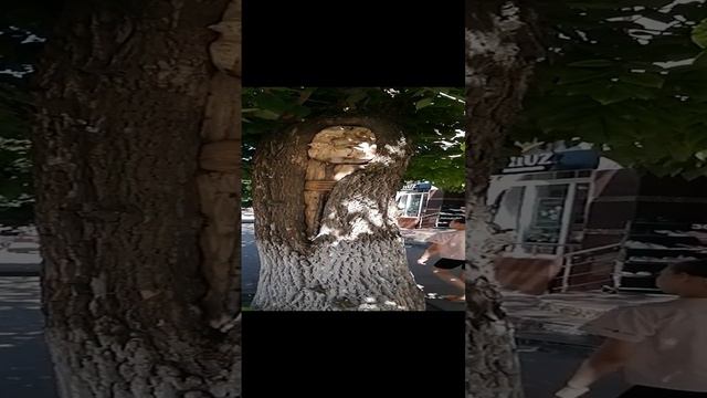 лесной дух