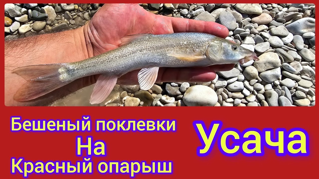 Бешеные-поклёвки-Усача-приманка-красный-опарыш.mp4
