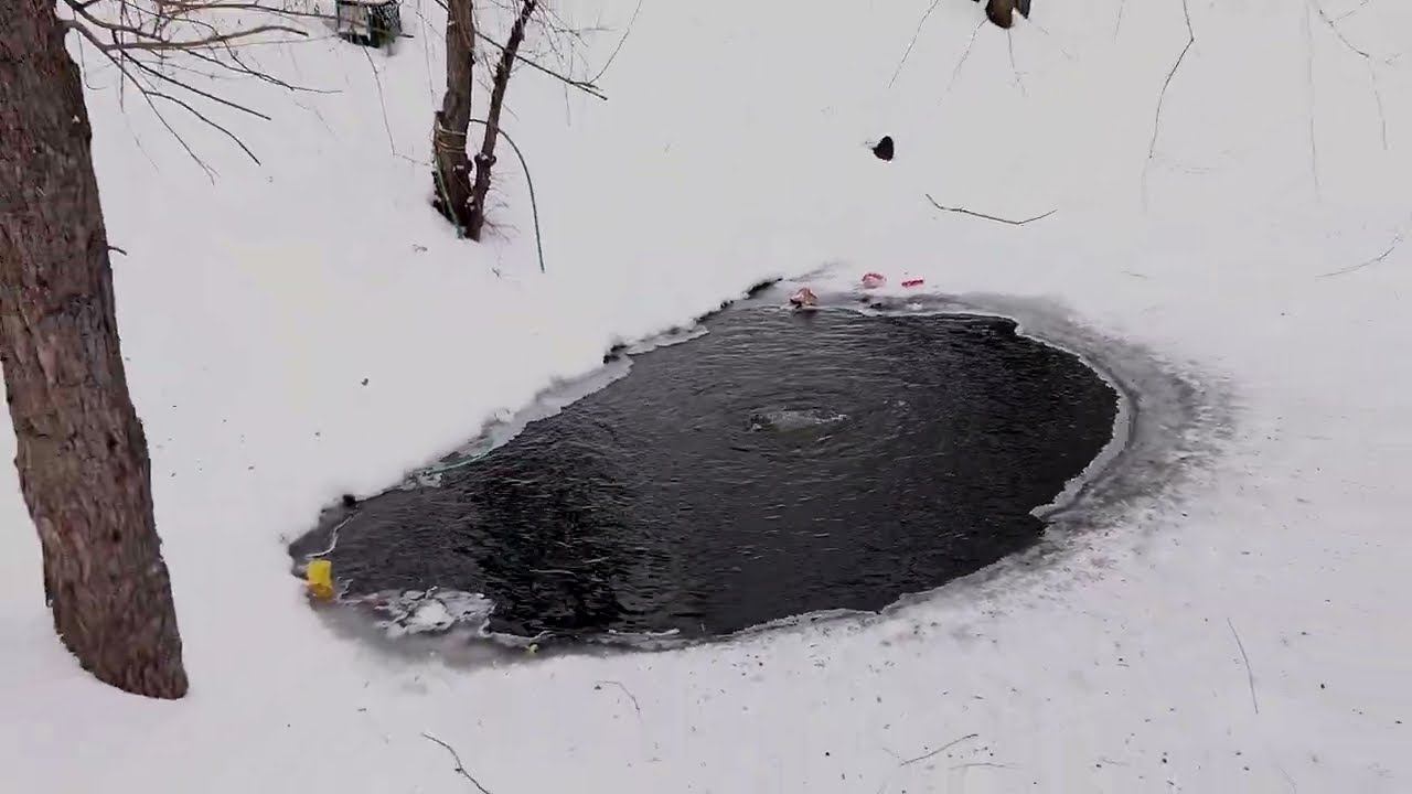 Уточки - зимовка (28.01.2024)
