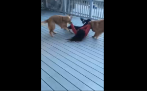 Мы хотим играть...