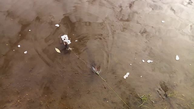 Судак на закидушки. Проверка после ночи.