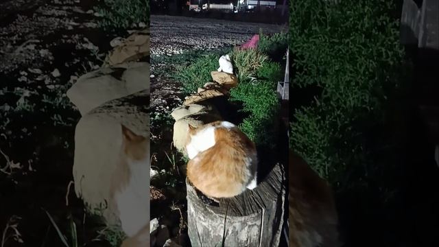 кошки