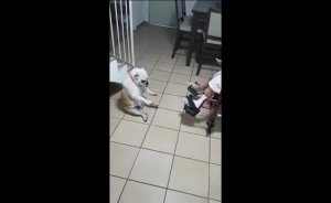 Ладушки, ладушки, мы были у бабушки