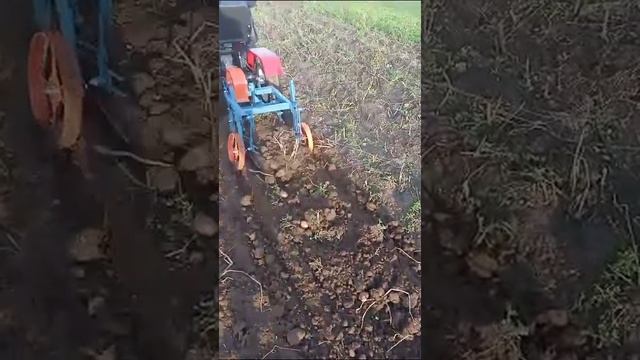 Минитрактор МТ-110 выкапывает копалкой картошку.
Видео от нашего покупателя Владимира, д. Высокое.