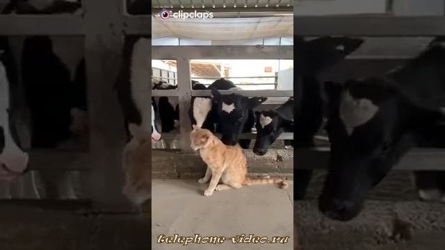 милое видео про животных 2020 смотреть всем 🤩