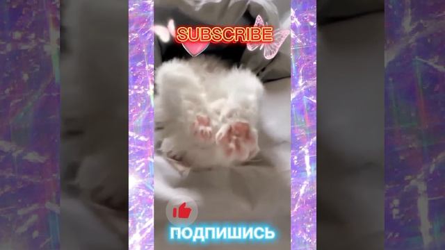 Funny Cats