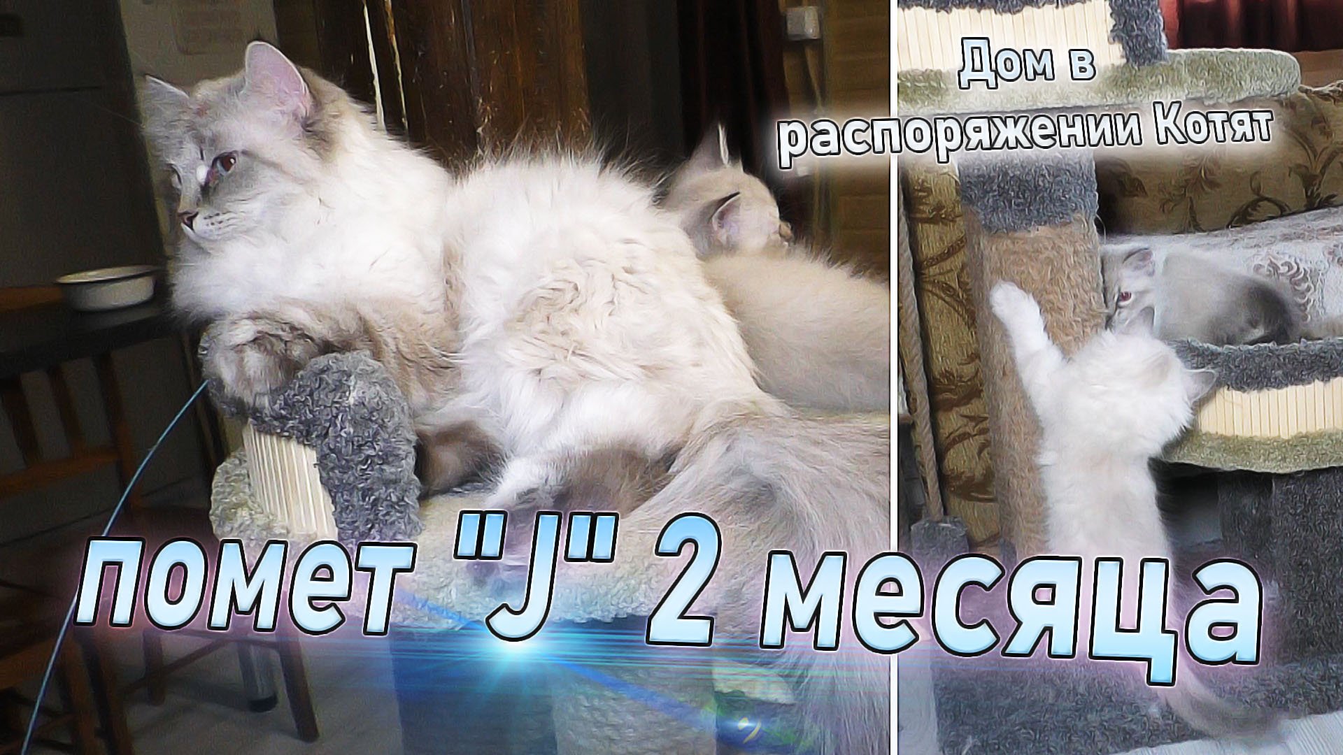 Помет "J" 2 месяца? / Дом в Распоряжении Котят?
