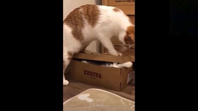 Приколы с котиками. Котики #93