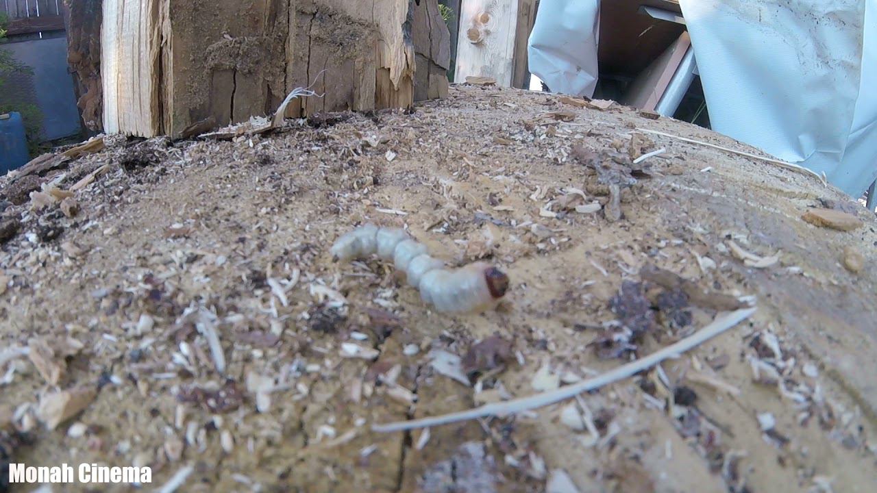 Личинка жука древоточца, точильщика, шашеля.