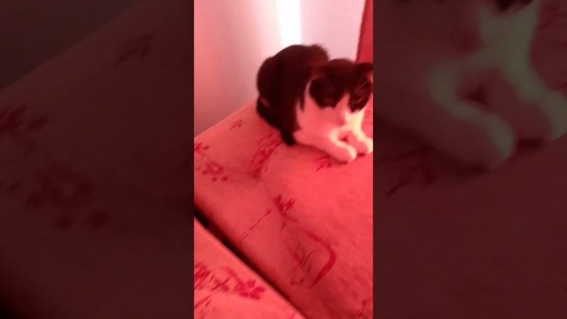 #кот #душка и другой #котик мило лежат на диване. и #мурчат. #мурчание #котики #мило #коты