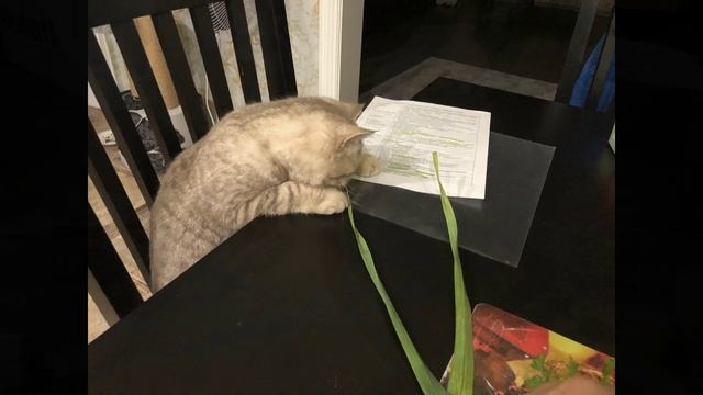 Котя и Белка.