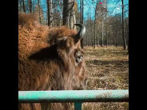 Приокско-Террасный государственный природный биосферный заповедник