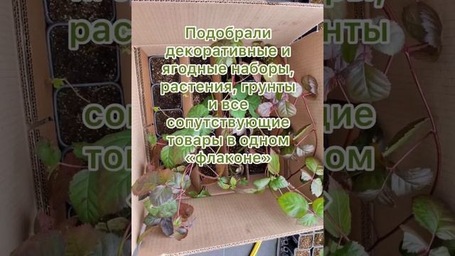 Готовые наборы "под ключ" для влюбленных в растениеводство.