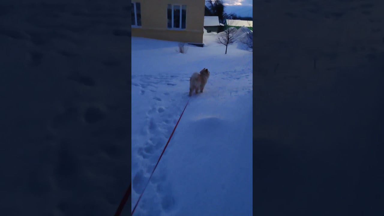 Чау Чау