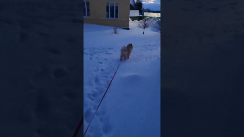 Чау Чау