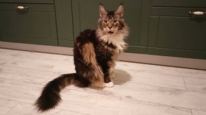 Воспитанный  Кот Лоря молча ждёт еды.#кот #котики #коты #мейнкун #позитив #cat #cats #cartoon