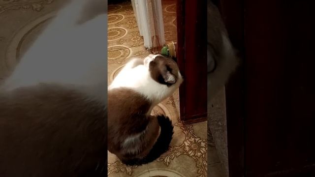 Валеркины кайфушки.