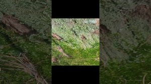Лесная инсталляция🌲
